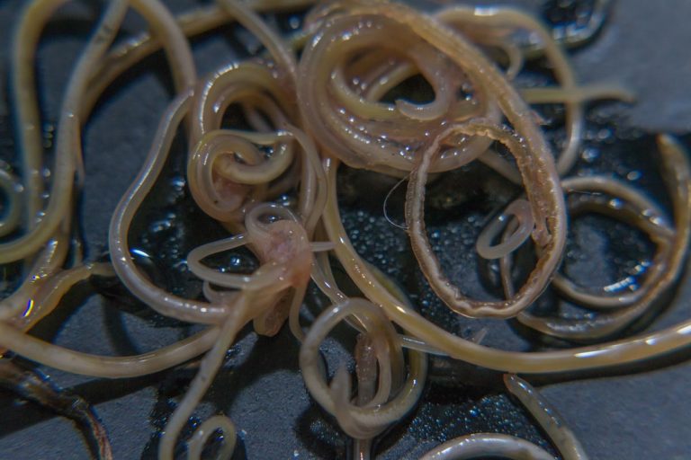 What Do Common Cat Worms Look Like? - Cat-World