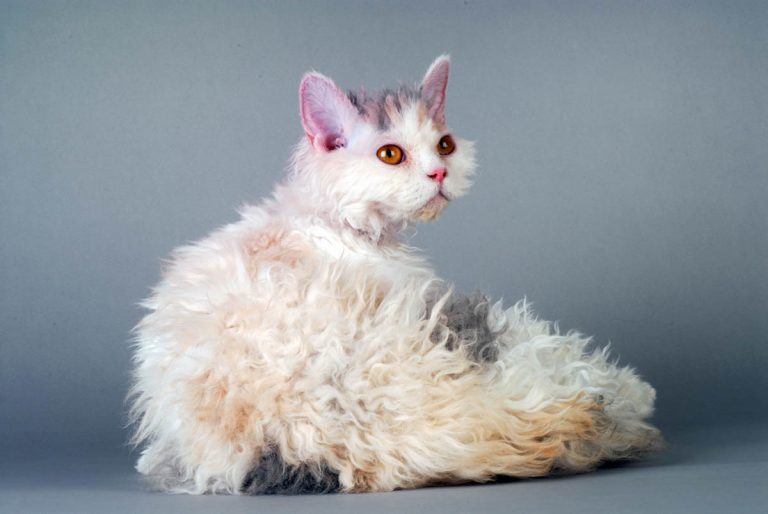 Selkirk Rex Breed Profile - Cat-World