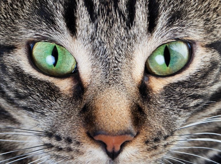 Cat Eyes: Anatomy, Function and Vision - Cat-World