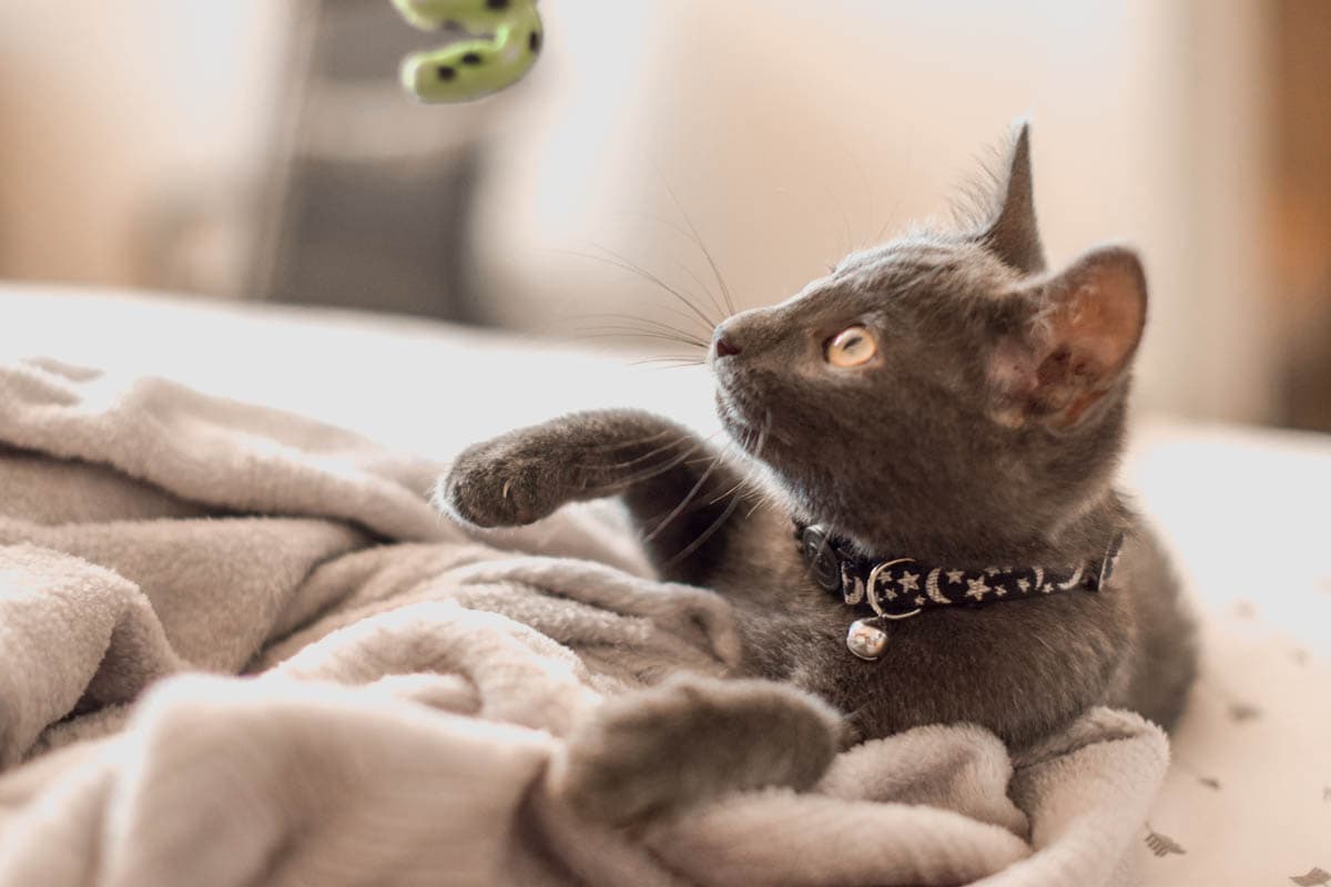 What To Buy For A New Kitten Cat World What To Buy For A New Kitten Cat World