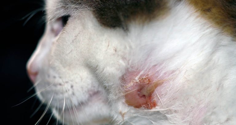 Healing Stages of a Cat’s Abscess [Pictures by Dr. Bonk] - Cat-World