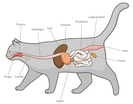 Inflammation of the Esophagus in Cats | Cat-World