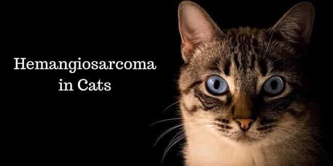 22 Most Common Lumps and Bumps on Cats (Pictures & Vet Advice) - Cat-World