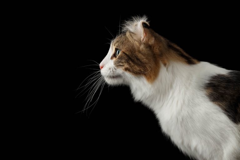 21 American Cat Breeds - Cat-World