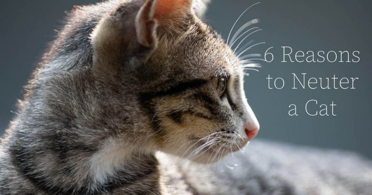 6 Reasons to Neuter a Cat - Cat-World