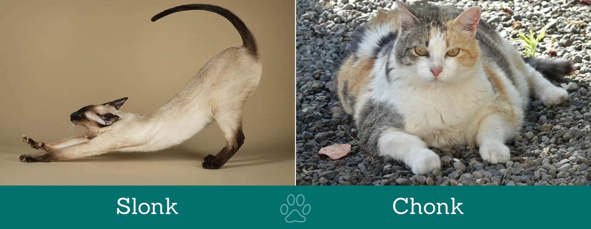 What is a Slonk Cat? - Cat-World