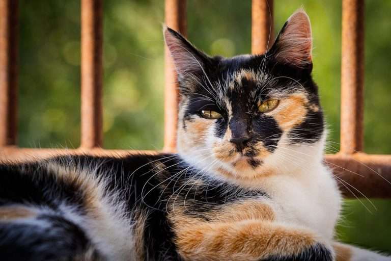 Calico Cat Colours Explained (With Photos) - Cat-World