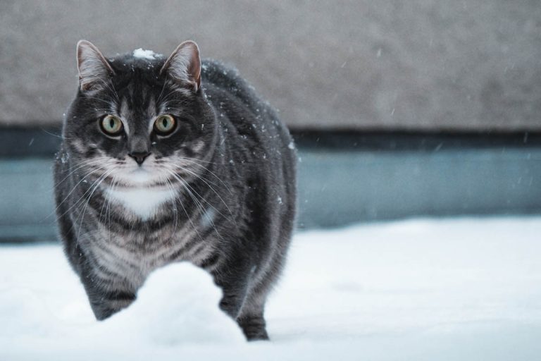 What Does Chonk or Chonky Mean? - Cat-World