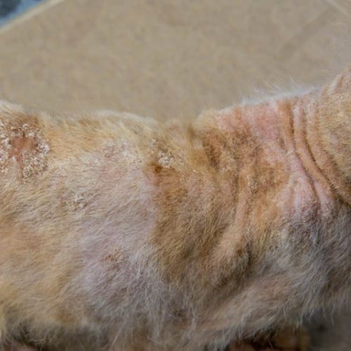 8 Skin Infections in Cats [With Pictures] & Vet Advice - Cat-World