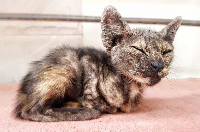 Scabs on Cats: 4 Types (with Pictures) & How to Treat - Cat-World