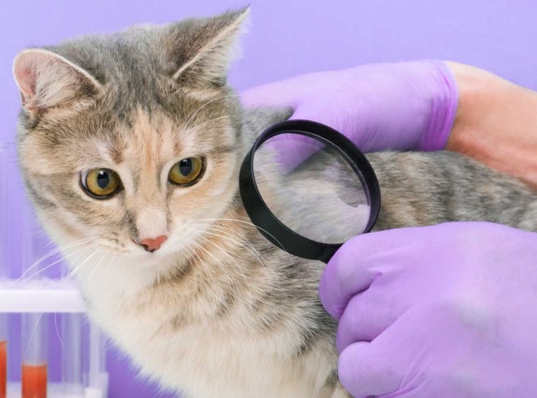 Scabs on Cats: 4 Types (with Pictures) & How to Treat - Cat-World