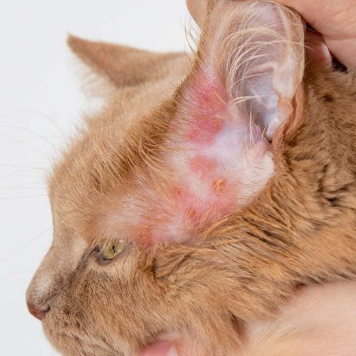 8 Skin Infections in Cats [With Pictures] & Vet Advice - Cat-World