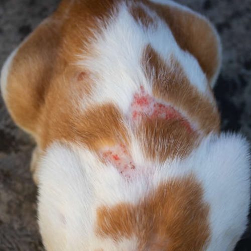 8 Skin Infections in Cats [With Pictures] & Vet Advice - Cat-World